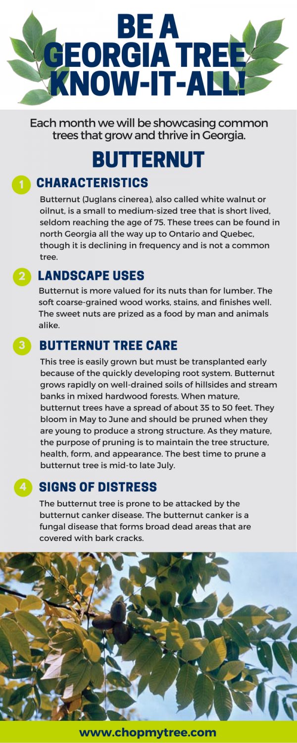 BE A GEORGIA TREE KNOW-IT-ALL: Butternut - Premier Tree Solutions