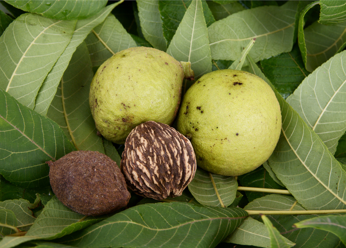 BE A GEORGIA TREE KNOW-IT-ALL: EASTERN BLACK WALNUT - Premier Tree ...