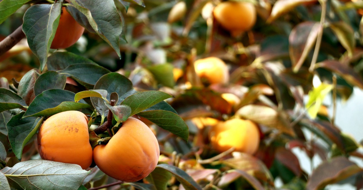 BE A GEORGIA TREE KNOW-IT-ALL: PERSIMMON - Premier Tree Solutions