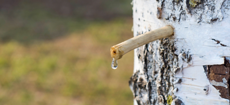 Want to Harvest Sap from Your Trees? Read This First!