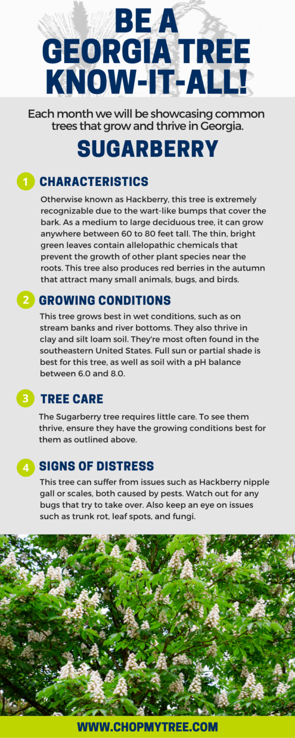 BE A GEORGIA TREE KNOW-IT-ALL: SUGARBERRY TREE