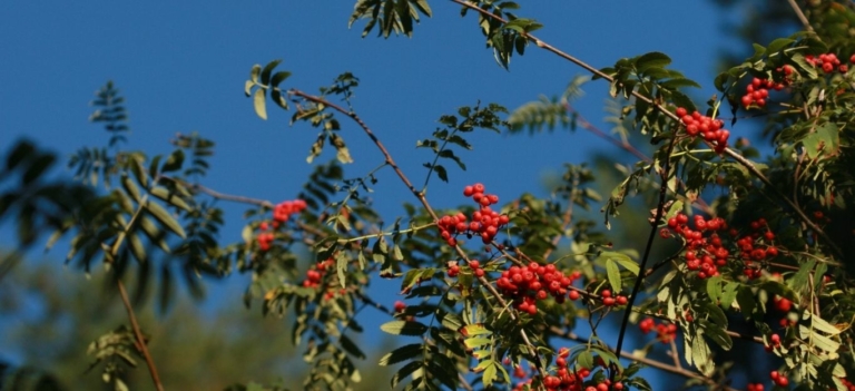 BE A GEORGIA TREE KNOW-IT-ALL: SUGARBERRY TREE