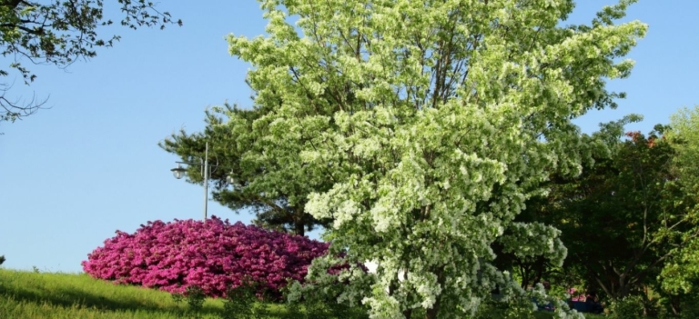 BE A GEORGIA TREE KNOW-IT-ALL: GRANCY-GREYBEARD