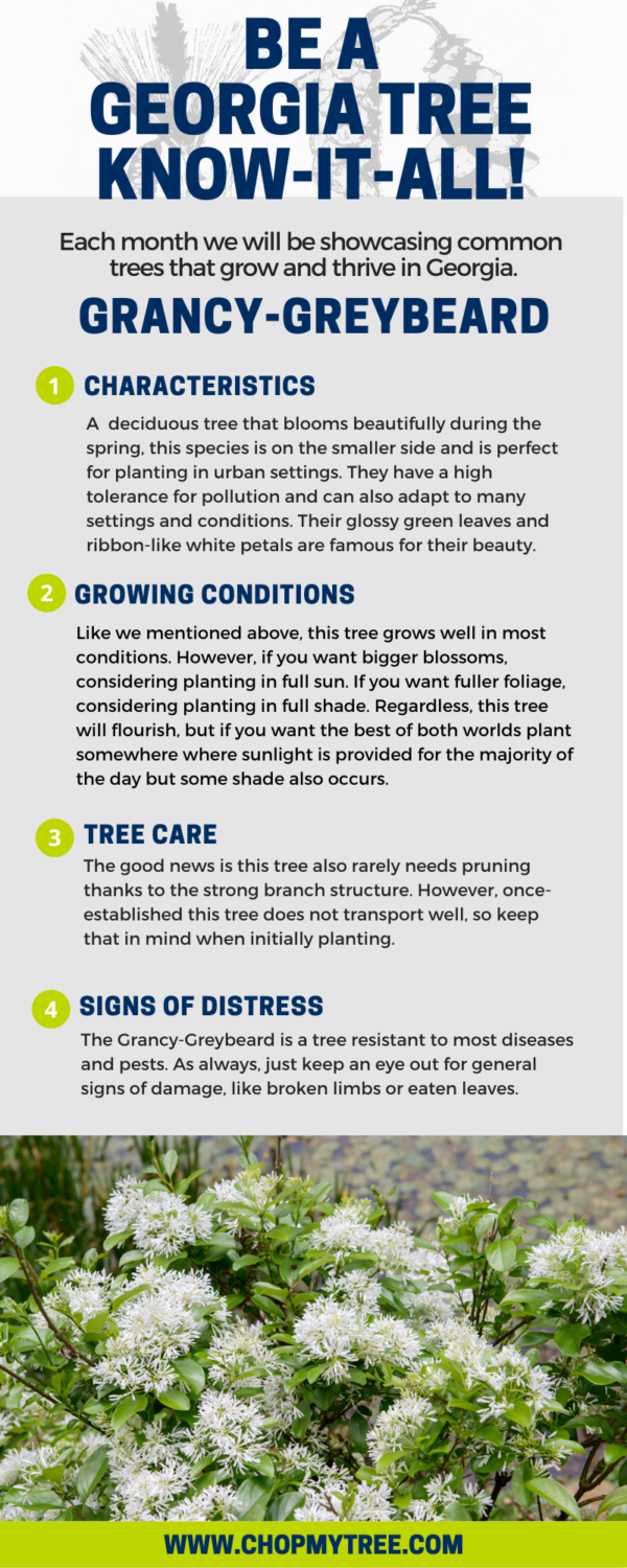 BE A GEORGIA TREE KNOW-IT-ALL: GRANCY-GREYBEARD