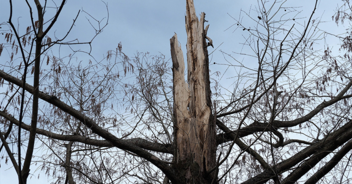 How To Identify And Remove Deadwood From Trees Premier Tree Solutions