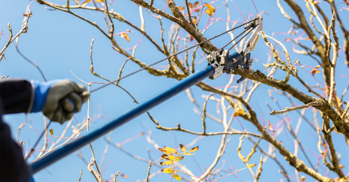 When Autumn Is the Best Time to Trim and Prune Your Trees - Premier ...