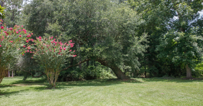Why Your Tree Is Leaning, and What to Do About It - Premier Tree Solutions