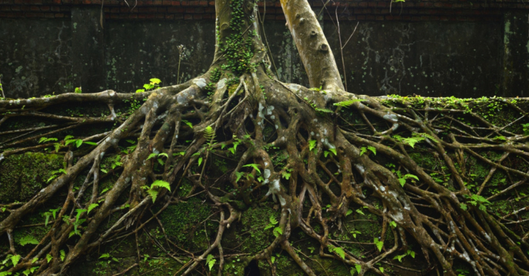 Understanding Tree Roots: How Deep They Grow and How to Protect Them ...