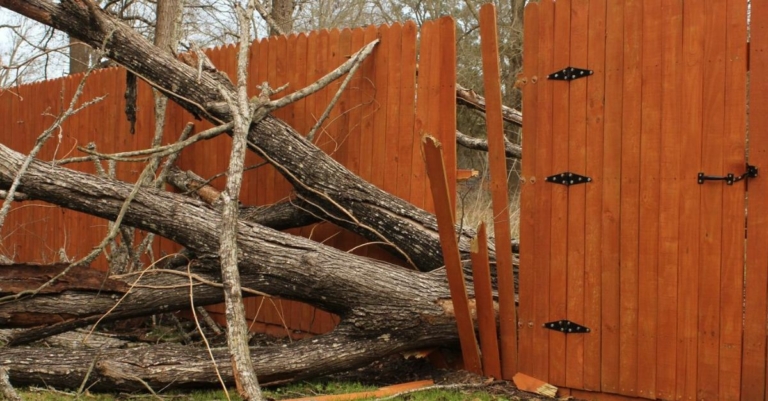 Why Your Tree Is Leaning, and What to Do About It - Premier Tree Solutions